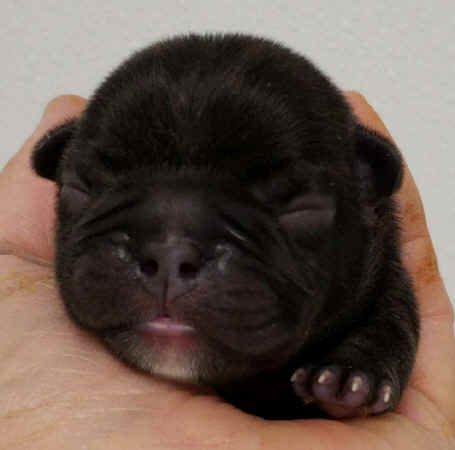 Ricky-Bri Pups