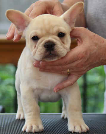 Auggie - Vicky Pups