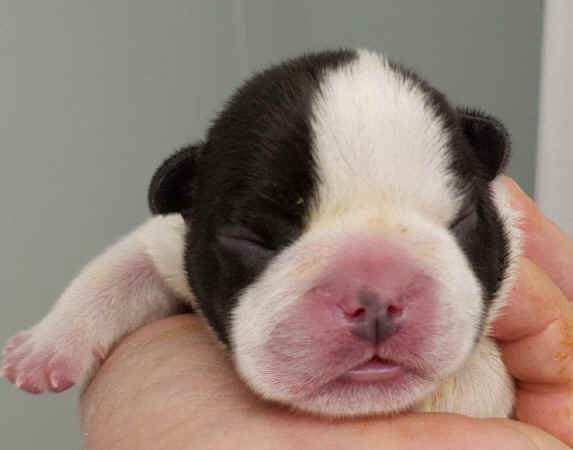 Ricky-Bri Pups