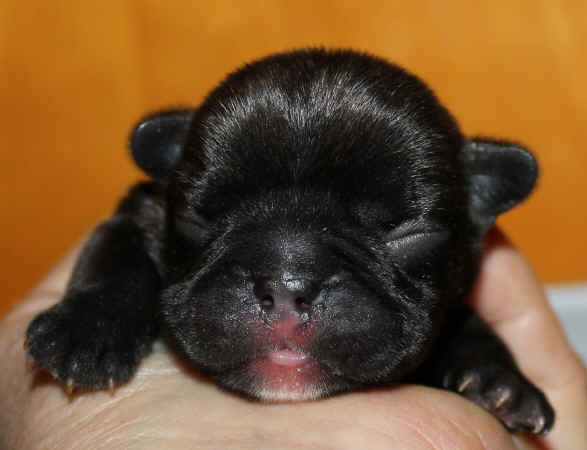 Ricky-Bri Pups