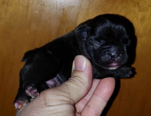Ricky-Bri Pups