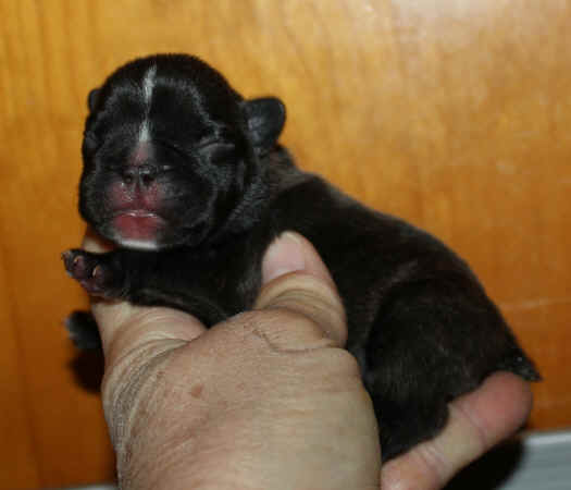 Ricky-Bri Pups