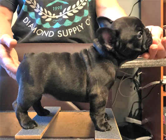 Duncan-Rona Pups