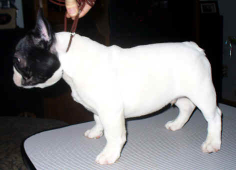 Crystal-Crook Litter 12wks