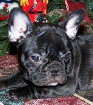 Crystal-Crook Litter 12wks